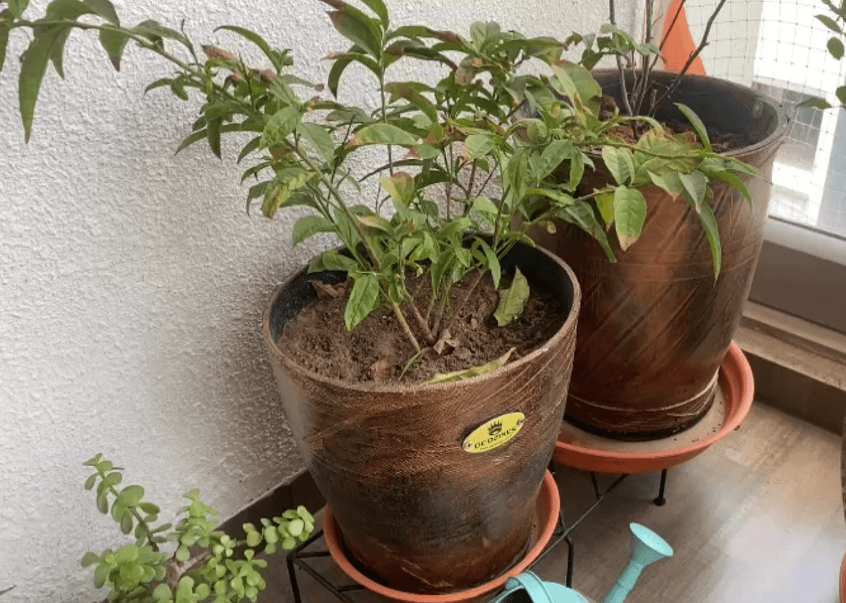 Metallic Colored Rubber Pots – De'Dzines